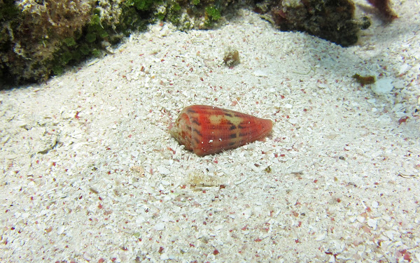 Glory of the Atlantic Cone | Project Noah