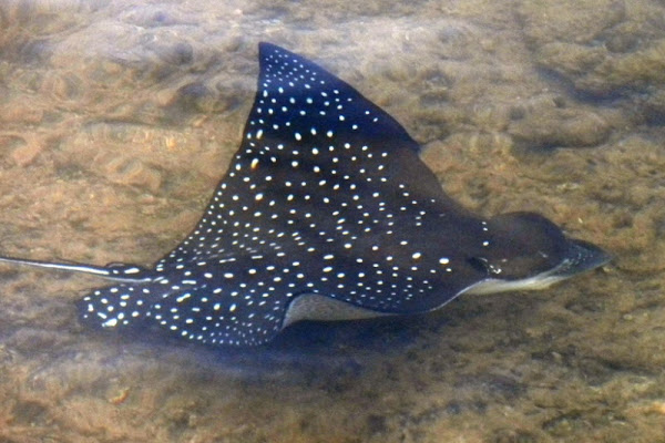 Spotted Eagle Ray | Project Noah