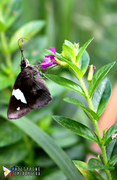 COMMON BANDED DEMON BUTTERFLY | Project Noah