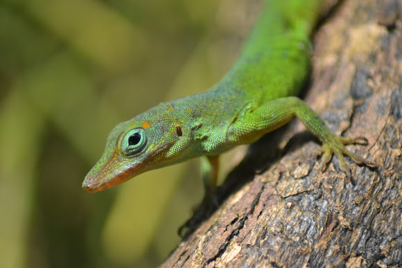 Leopard anole | Project Noah