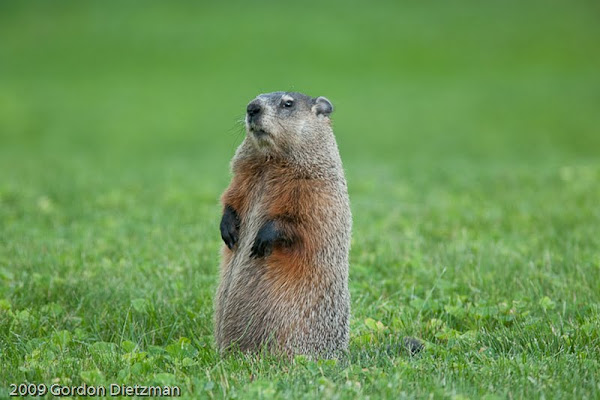 Groundhog | Project Noah