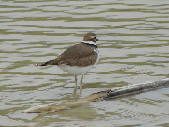 Killdeer | Project Noah