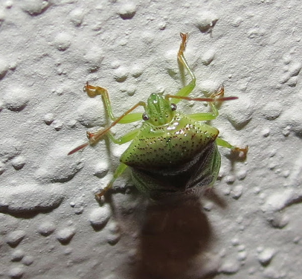 Red Cross Shield Bug | Project Noah