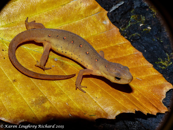 Red eft (Eastern red-spotted newt) | Project Noah