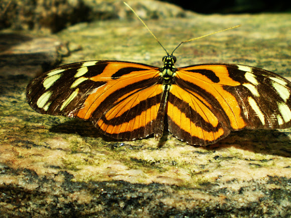 Isabella Longwing Butterfly | Project Noah