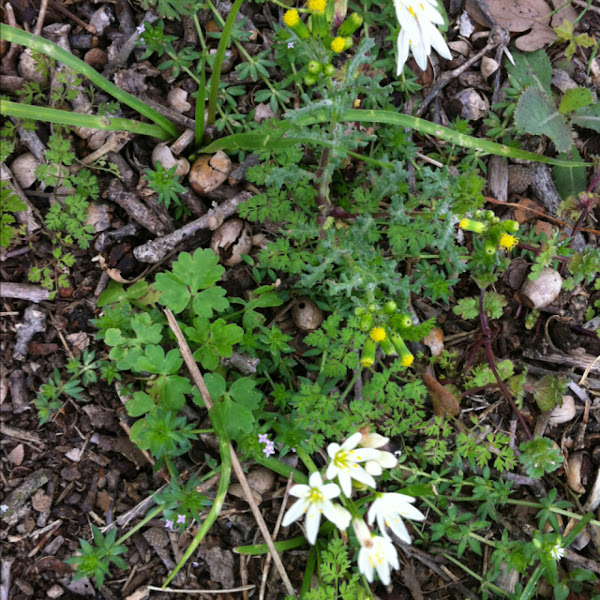 Crow poison | Project Noah