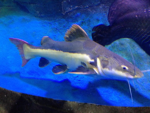 Red-tailed Catfish | Project Noah