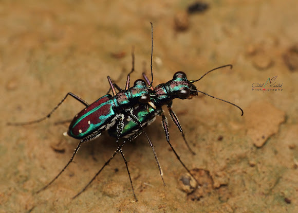 Azure Tiger Beetles | Project Noah