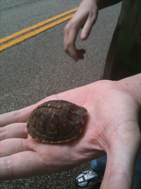 Eastern box turtle | Project Noah