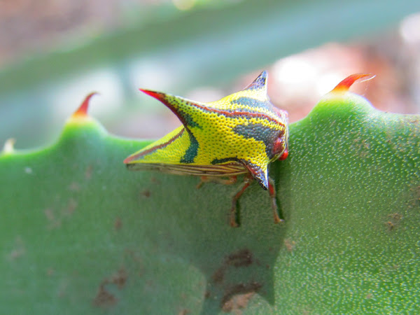 Thorn Treehopper | Project Noah