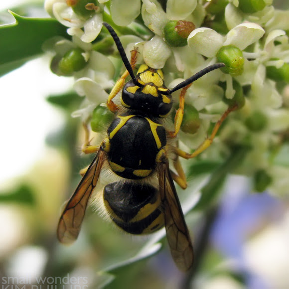 Common Aerial Yellowjacket - queen | Project Noah