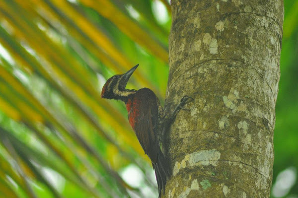 Black-rumped Flameback | Project Noah