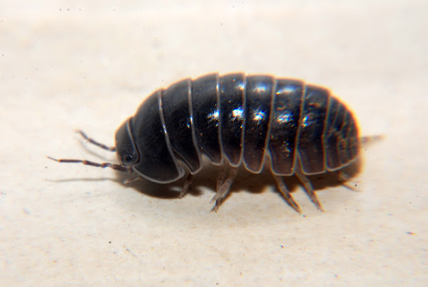 Pill Bug | Project Noah