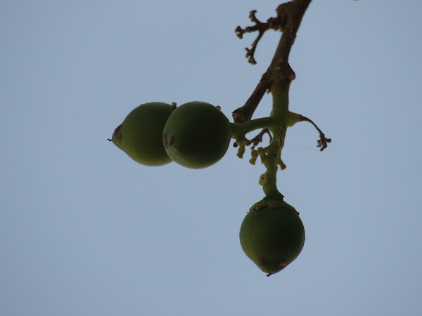 Lasura ગુંદા | Project Noah