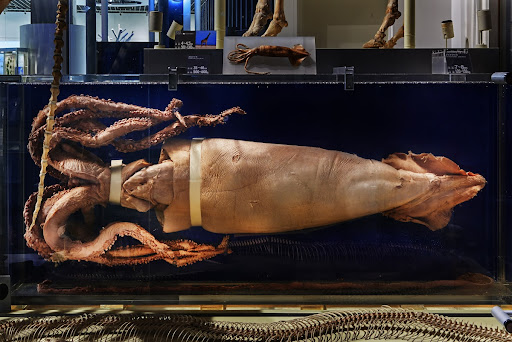 Architeuthis japonica — Google Arts & Culture