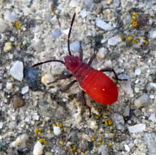 Red Shouldered Bug{Nymph} | Project Noah