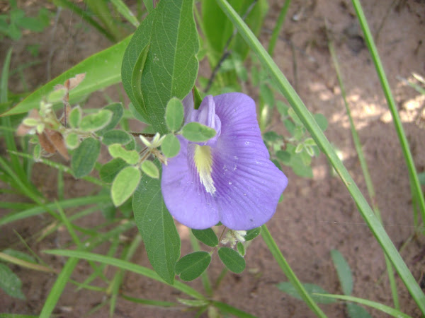 Shankupushpam/Butterfly pea | Project Noah