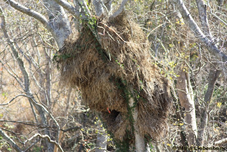 SOCIABLE WEAVER NEST | Project Noah