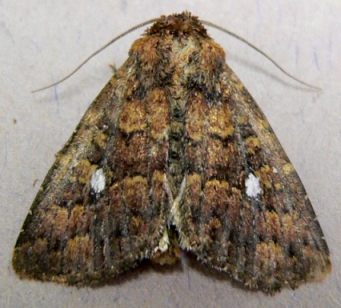 Mobile Groundling Moth | Project Noah