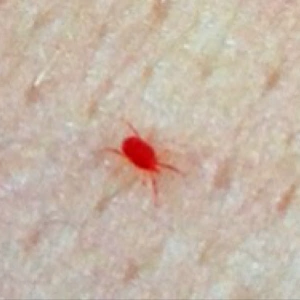 Clover Mite | Project Noah