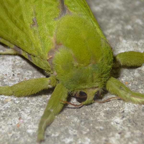 Aenetus eximia (♀) | Project Noah