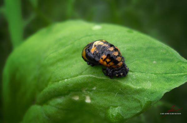 Ladybug pupa | Project Noah