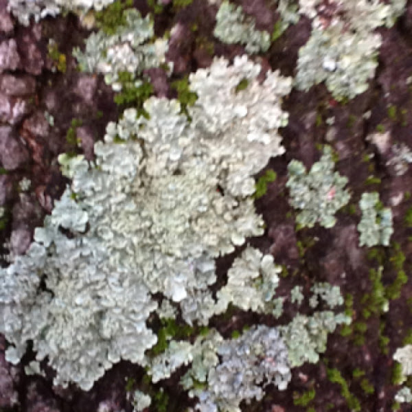 Lichen | Project Noah