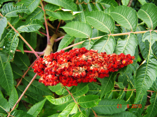 Staghorn Sumac | Project Noah