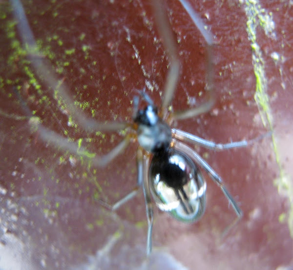 Mirror Spiders | Project Noah