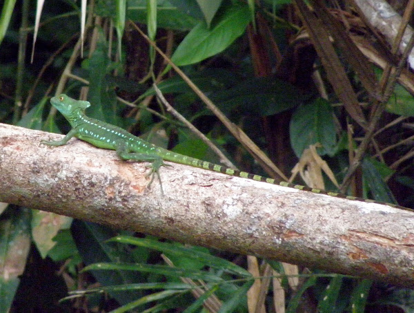 Green Basilisk | Project Noah