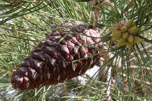 Turkish Pine | Project Noah