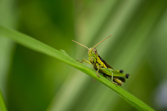 Chinese Rice Grasshopper | Project Noah