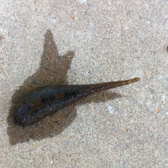 Leech | Project Noah