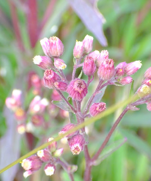 small flower buds | Project Noah