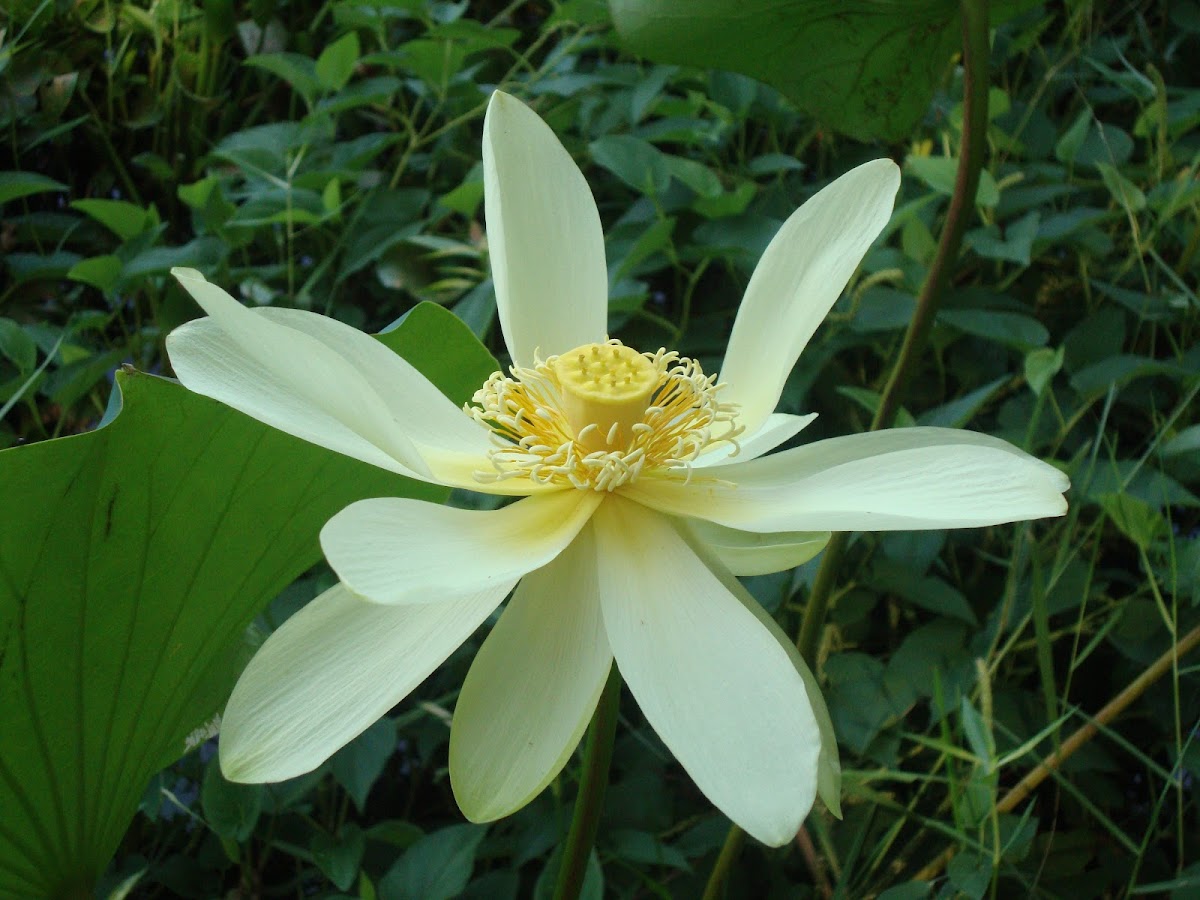 American lotus | Project Noah