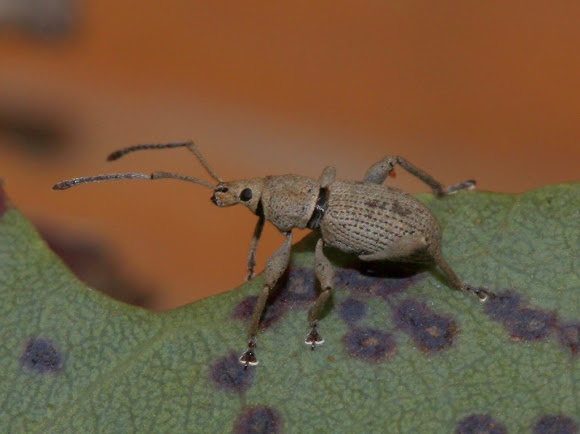 Bud weevil | Project Noah