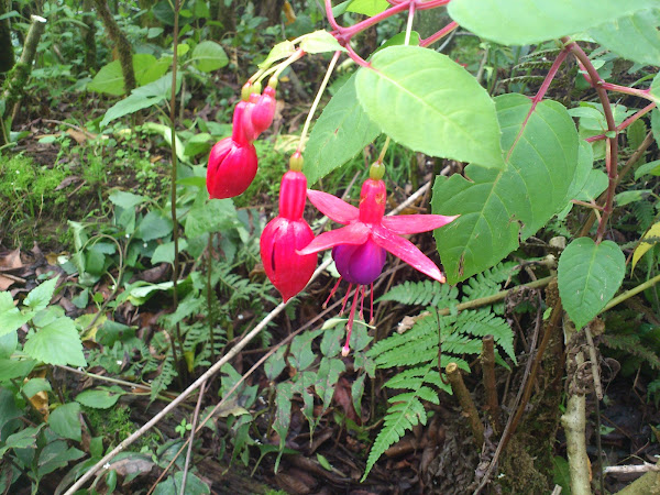 Fuchsia | Project Noah