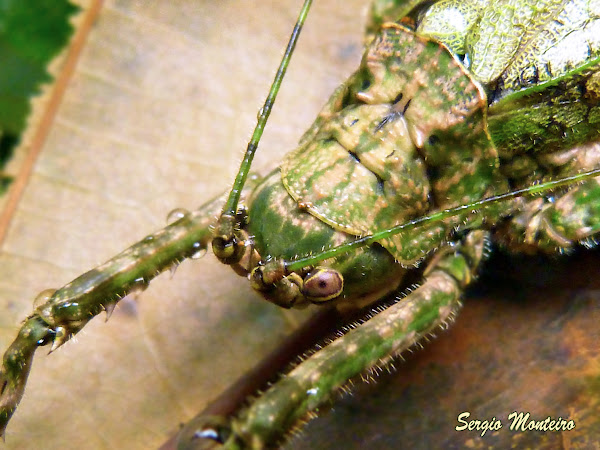 Lichen mimic katydid (female) | Project Noah