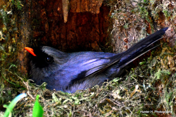 Black-Faced Solitaire | Project Noah