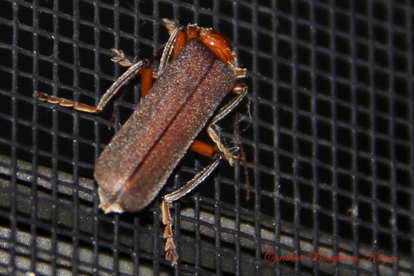 Brown Leatherwing Beetle | Project Noah