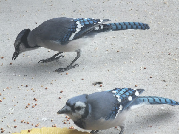 Blue Jay | Project Noah