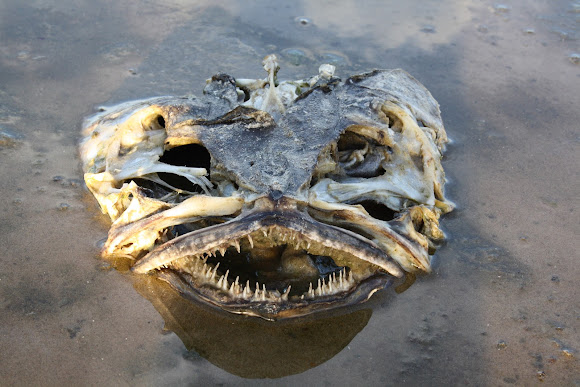 monkfish | Project Noah