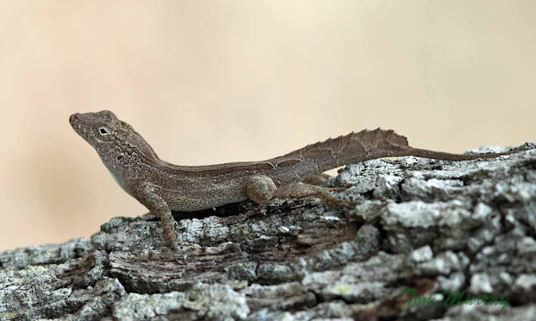 Puerto Rican Crested Anole | Project Noah
