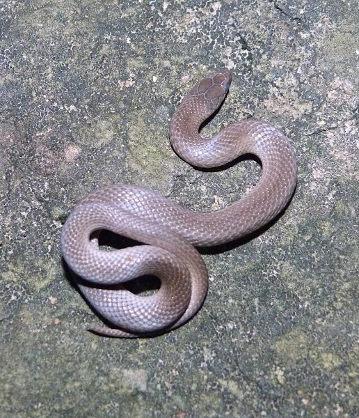Smooth earth snake | Project Noah