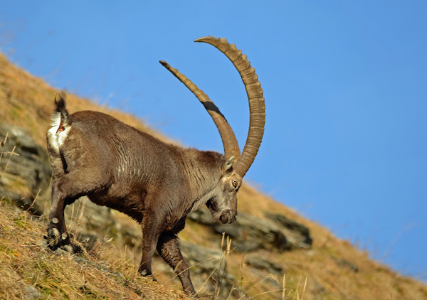 Alpine ibex | Project Noah