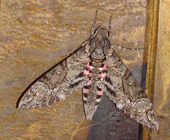 Pink Spotted Hawk Moth | Project Noah