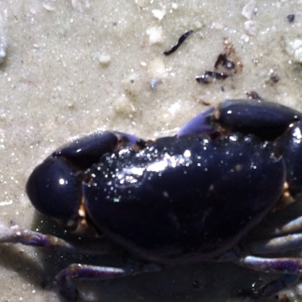 Blue Land Crab | Project Noah