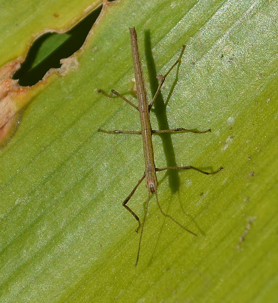 Stick insect | Project Noah