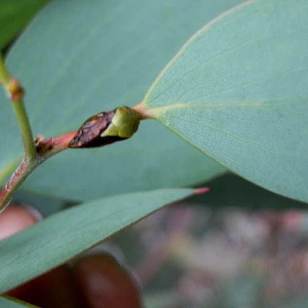 female spittle bug and tube | Project Noah
