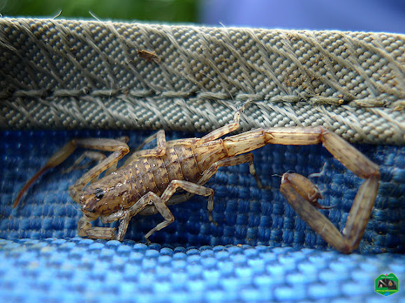 Spotted House Scorpion | Project Noah